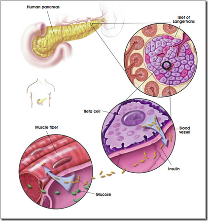 Structure of the pancrease - Medatrio